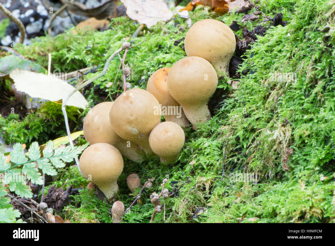 Honey Fungus or Boot-lace Fungus, Armillaria mellea. New. Fruitbody ...