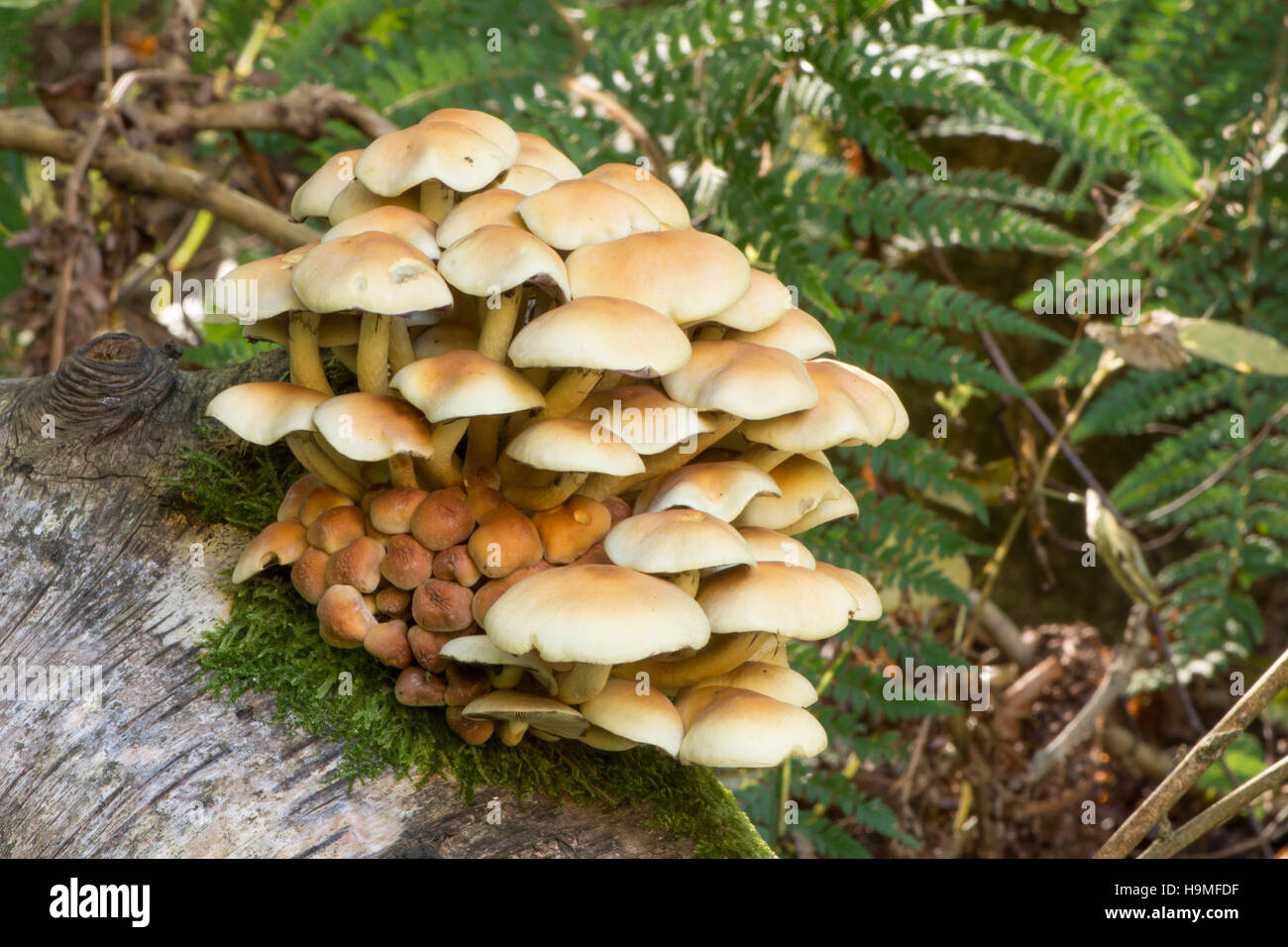 October fungus yellow ferns pretty beautiful mushrooms hi-res stock ...