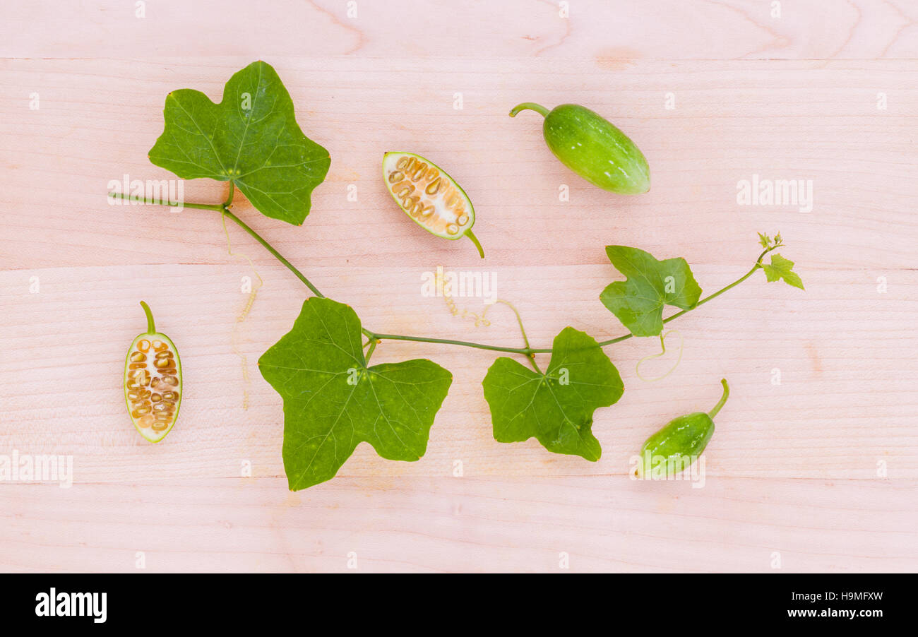 The ivy gourd, also known as baby watermelon, little gourd, gent Stock ...