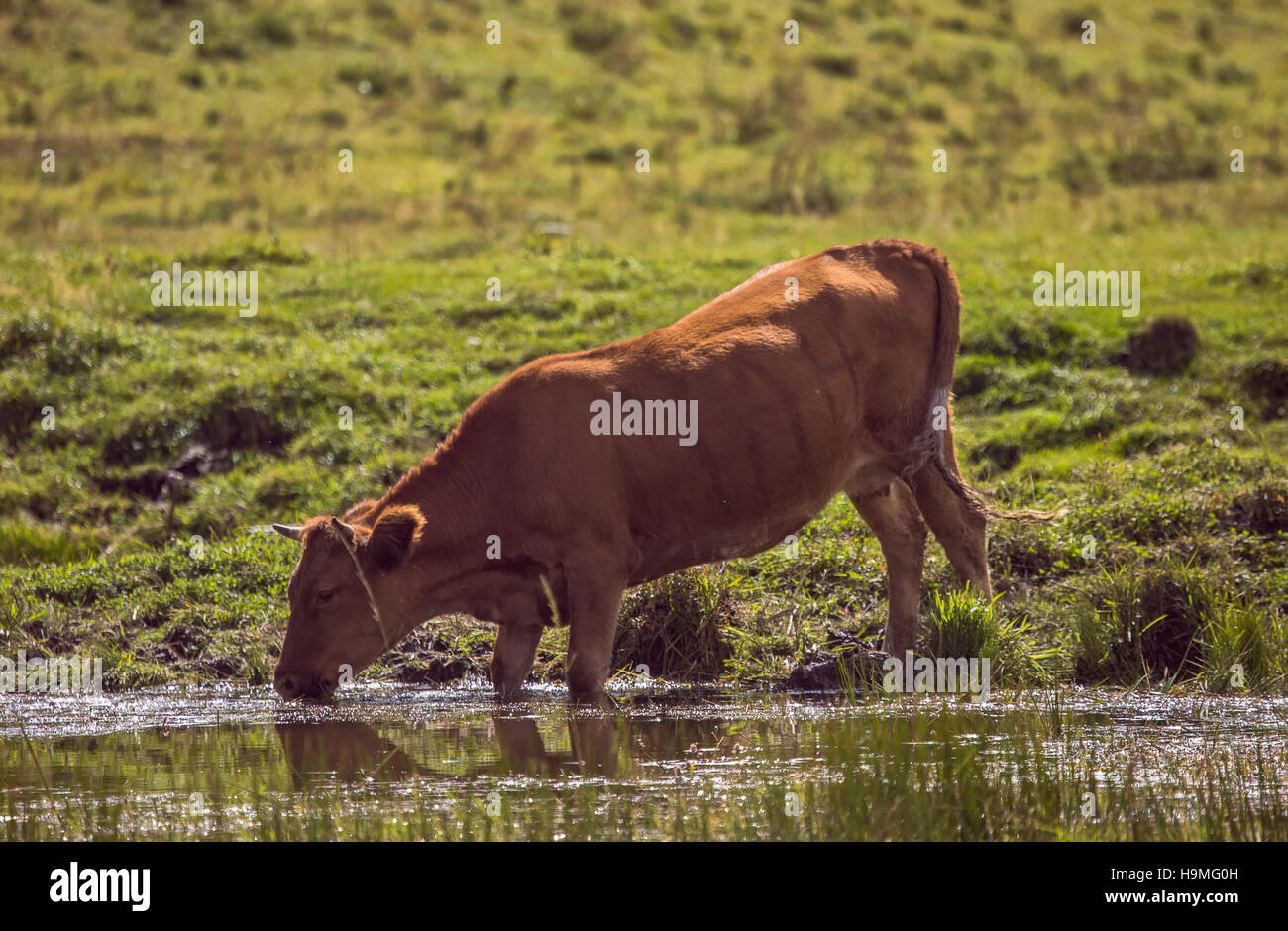Young cows on a watering place Stock Photo - Alamy