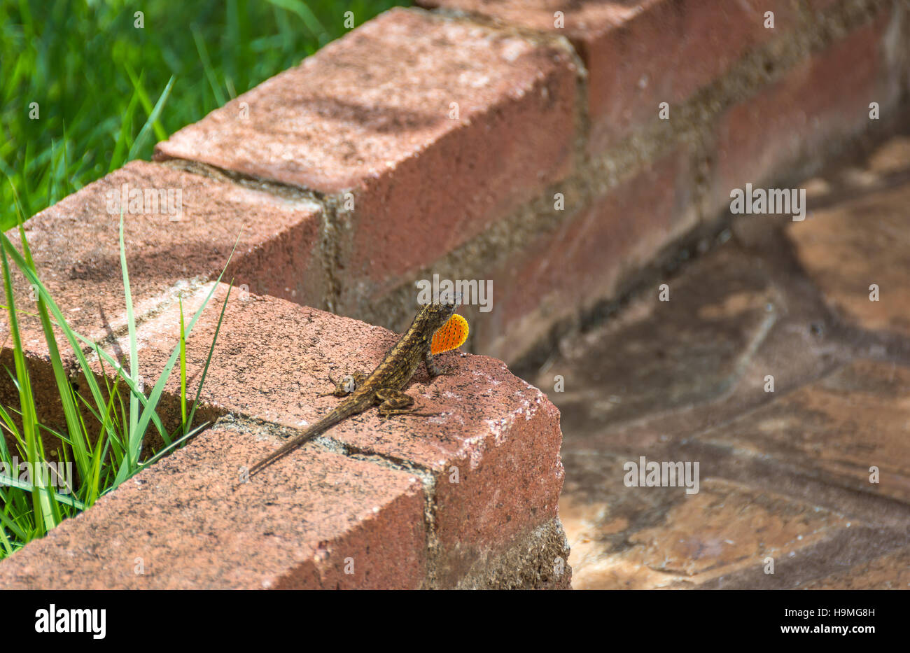 A brown male anole lizard extending his orange dewlap (neck flap) while ...
