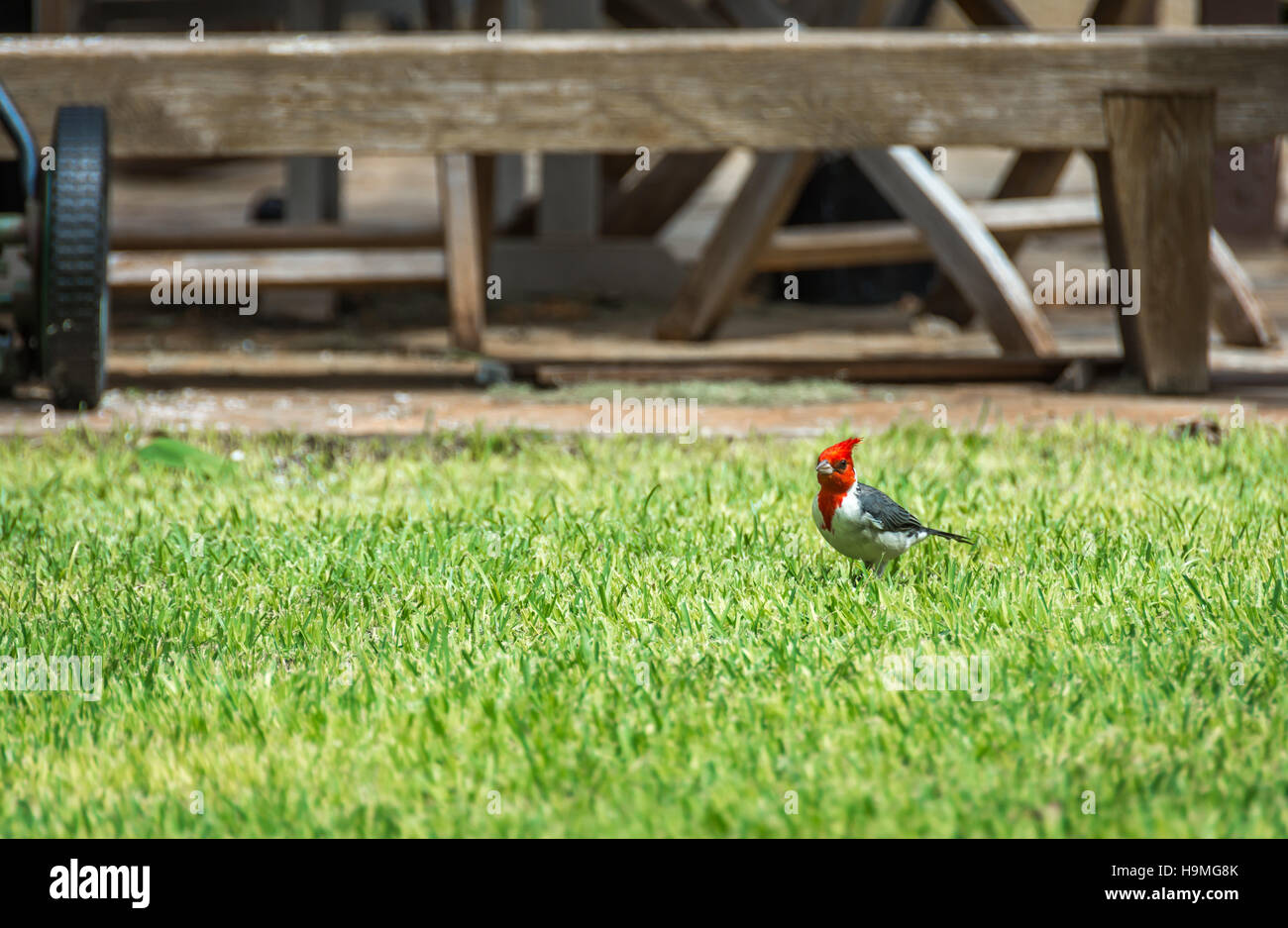 A red-crested cardinal standing in the short grass of a residential ...