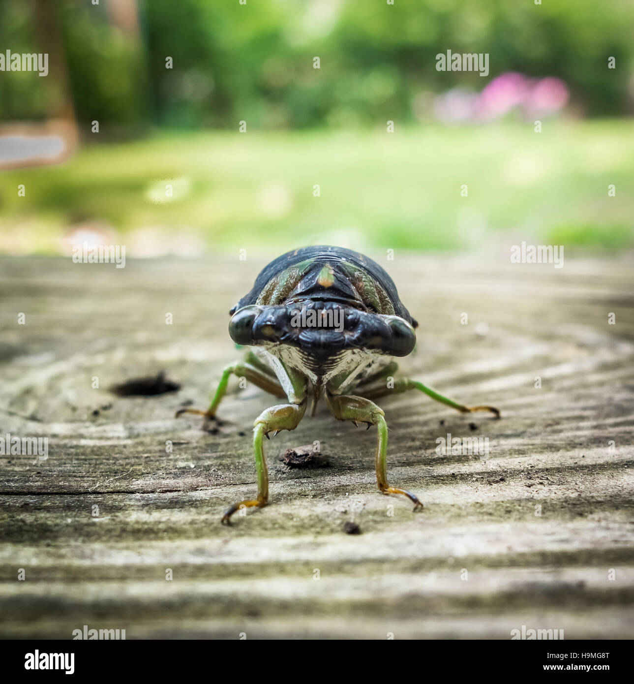 Cicada macro hi-res stock photography and images - Alamy