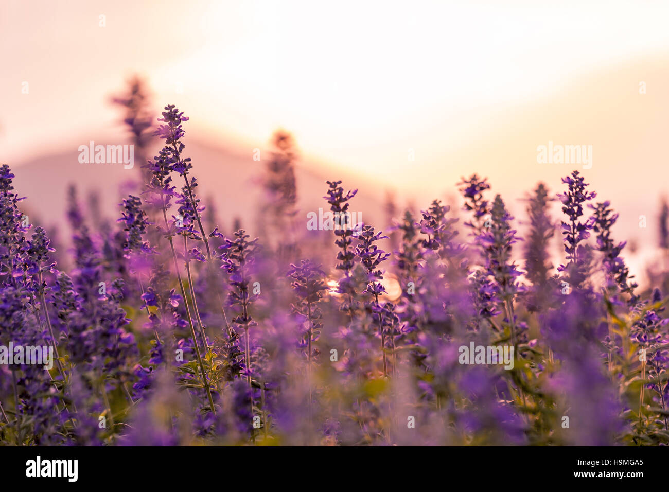 Violet lavender field background on sunset Stock Photo - Alamy