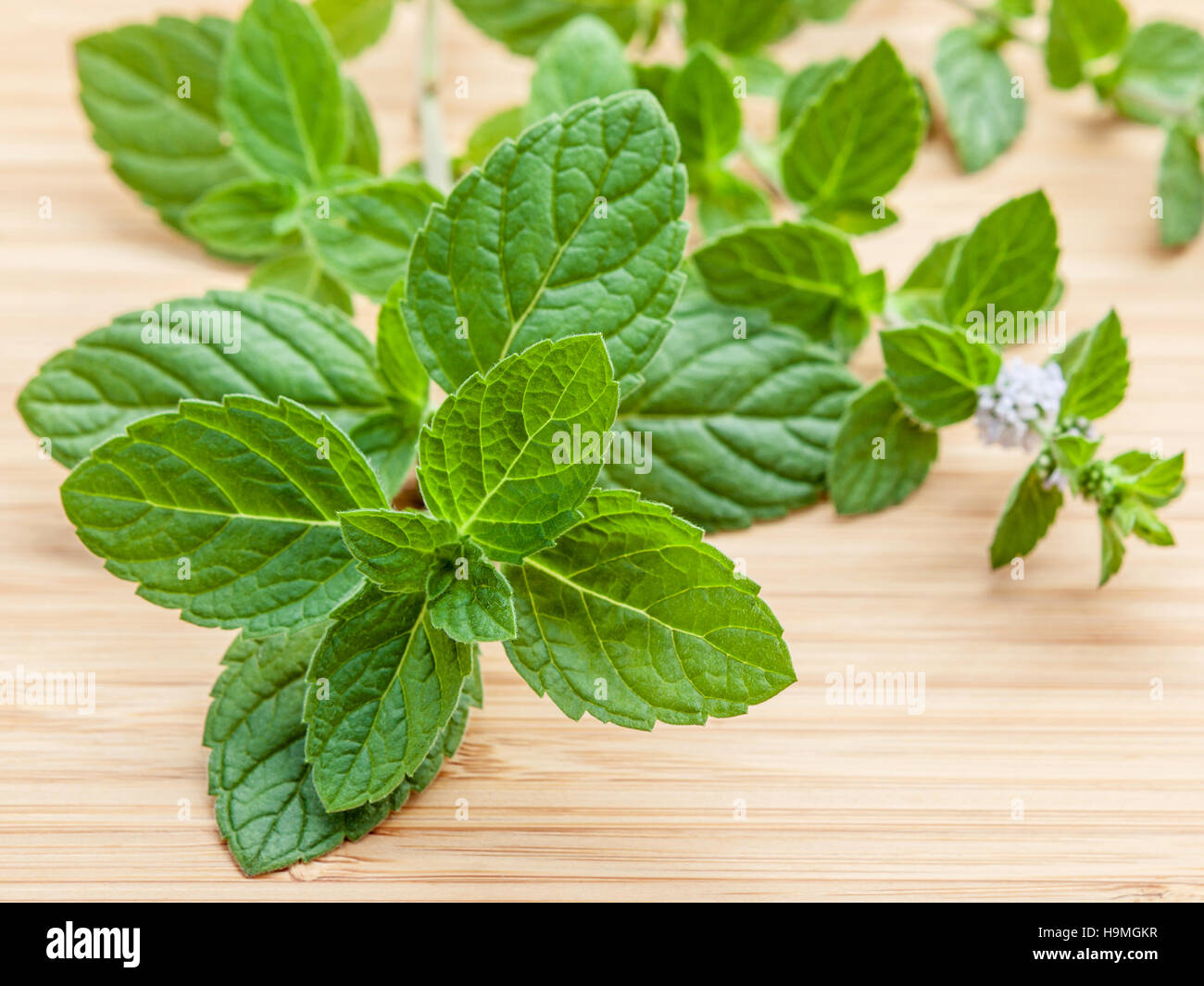 Closeup fresh peppermint leaves and peppermint flower from the g Stock ...