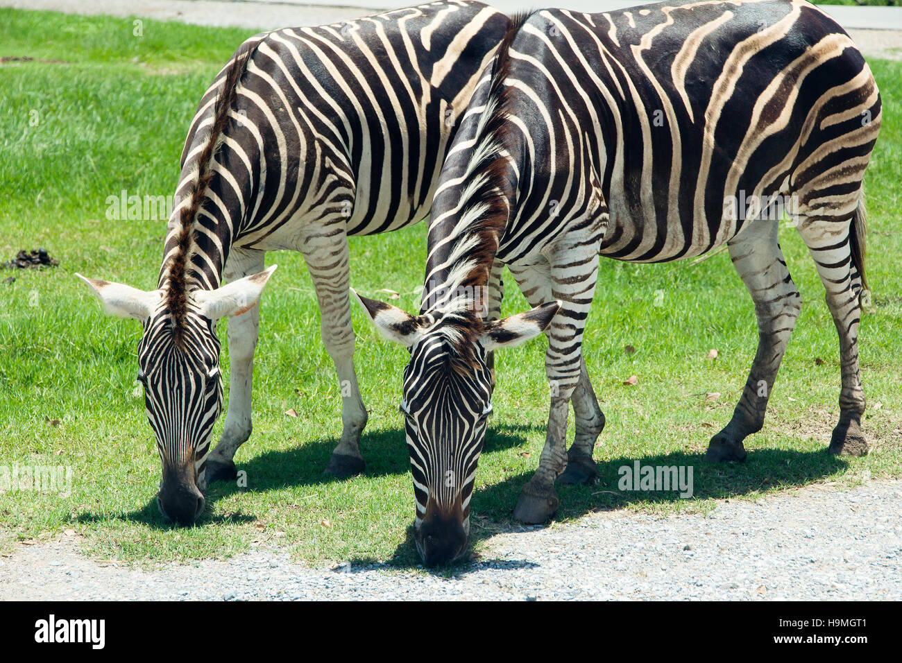 Zebras Eating Grass Stock Photo - Alamy