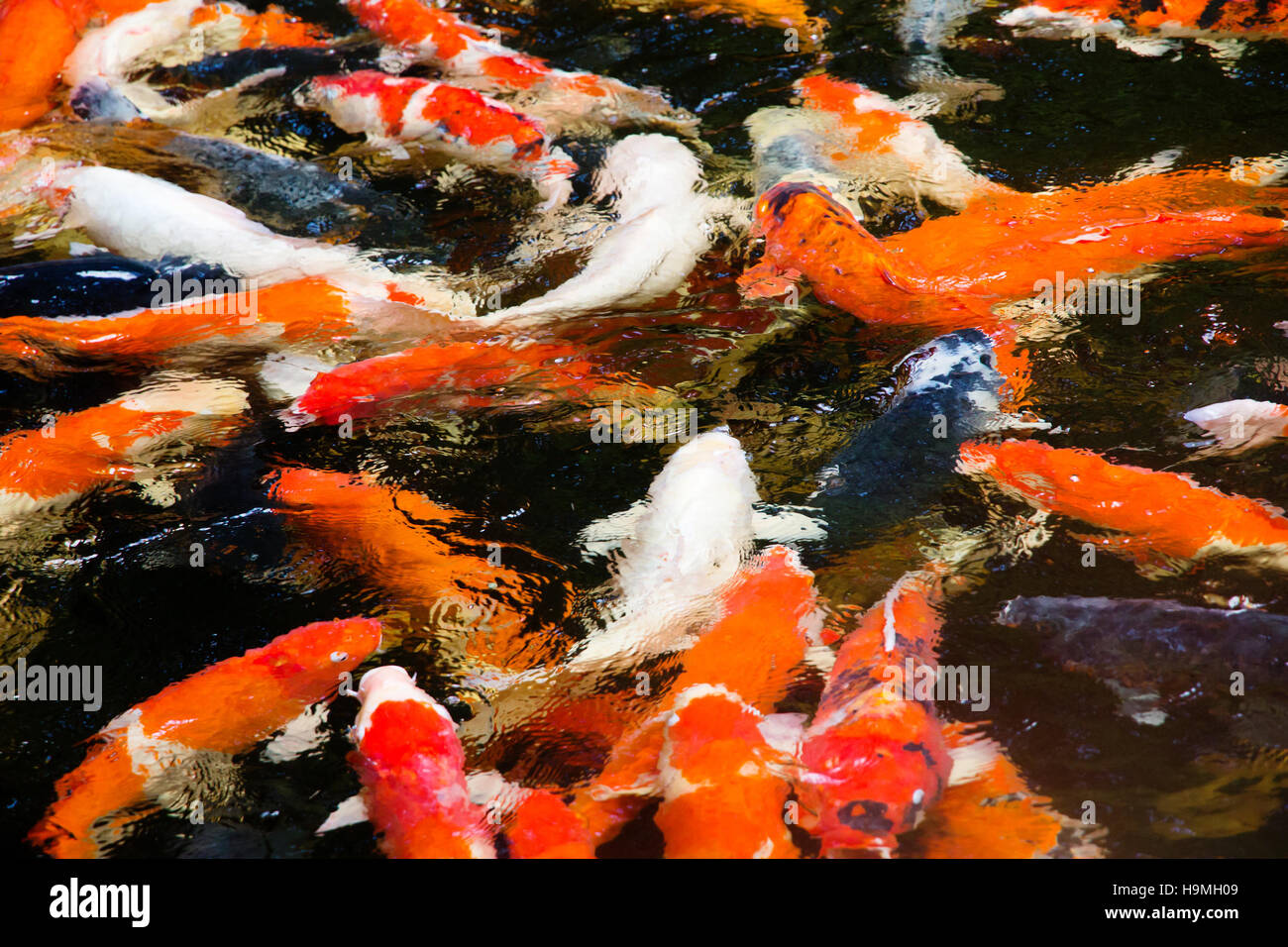 Red carp hi-res stock photography and images - Alamy
