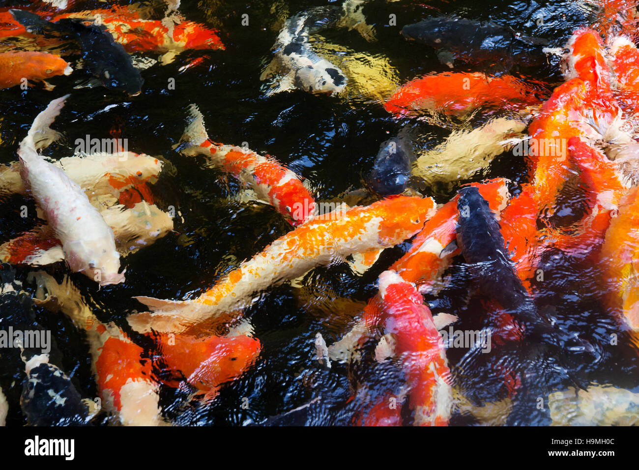 colorful koi carp fish group swimming in pond Stock Photo - Alamy
