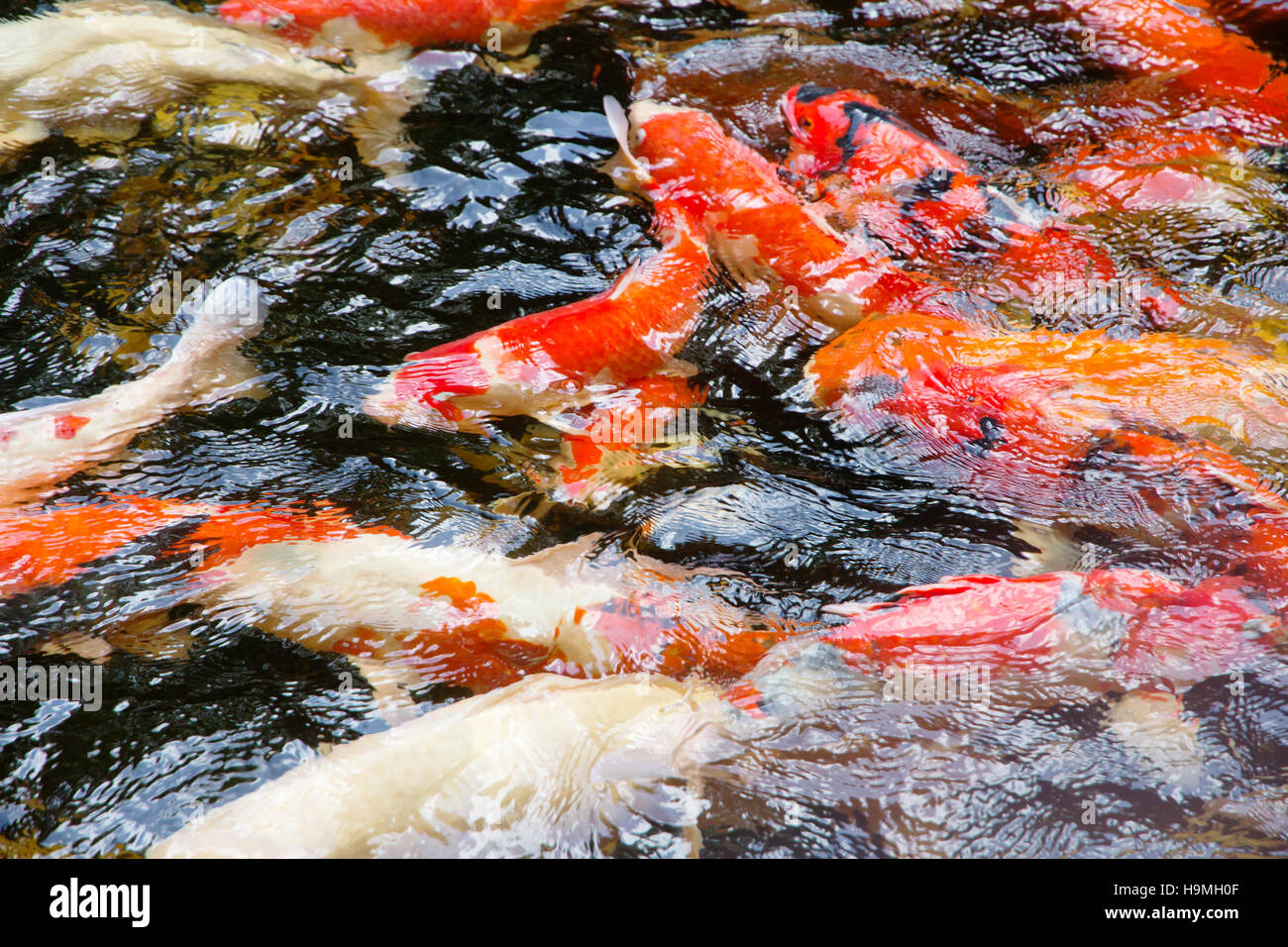 colorful koi carp fish group swimming in pond Stock Photo - Alamy