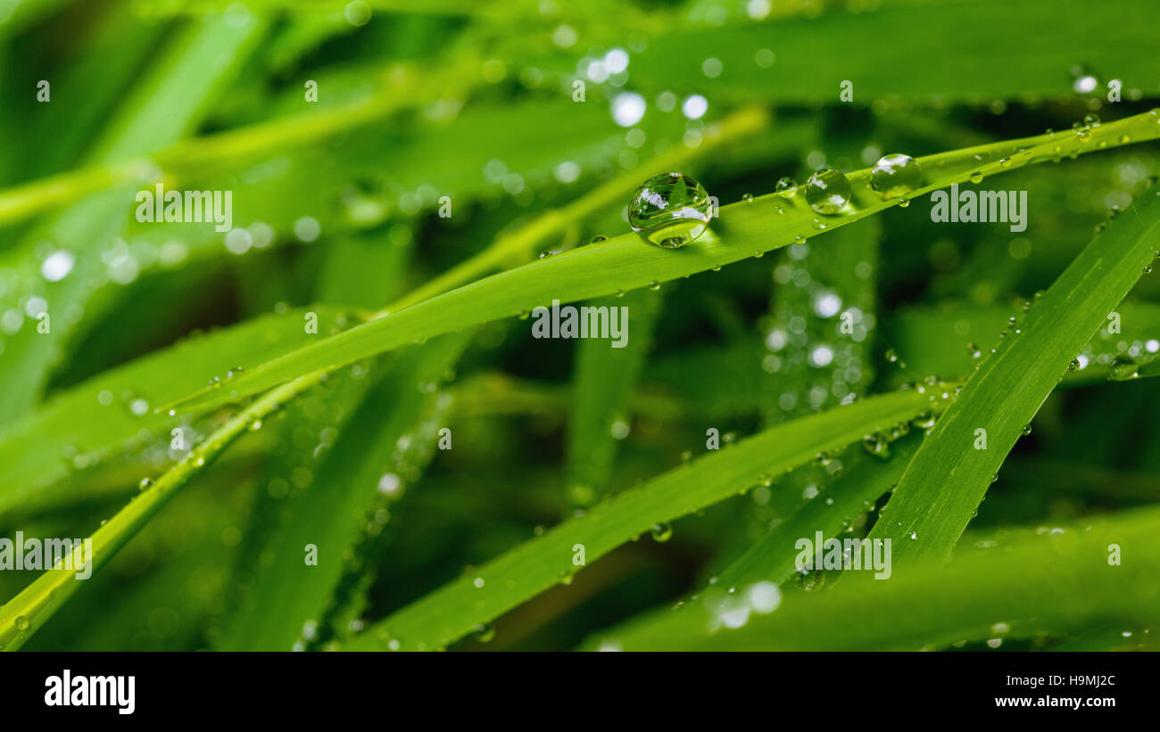 A beautiful green leaf background with water drop Stock Photo - Alamy