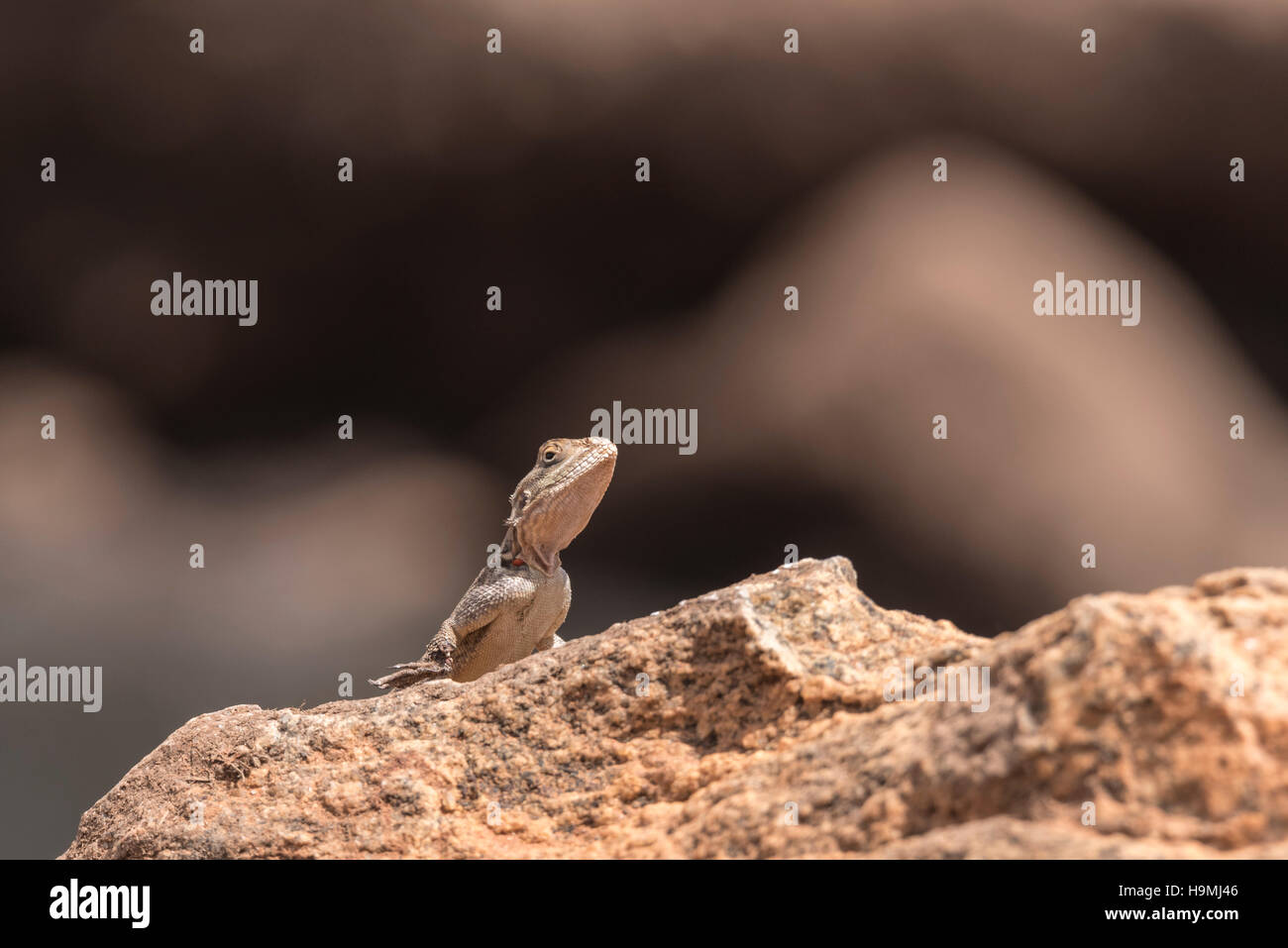Agama Agama Female Stock Photos & Agama Agama Female Stock Images - Alamy