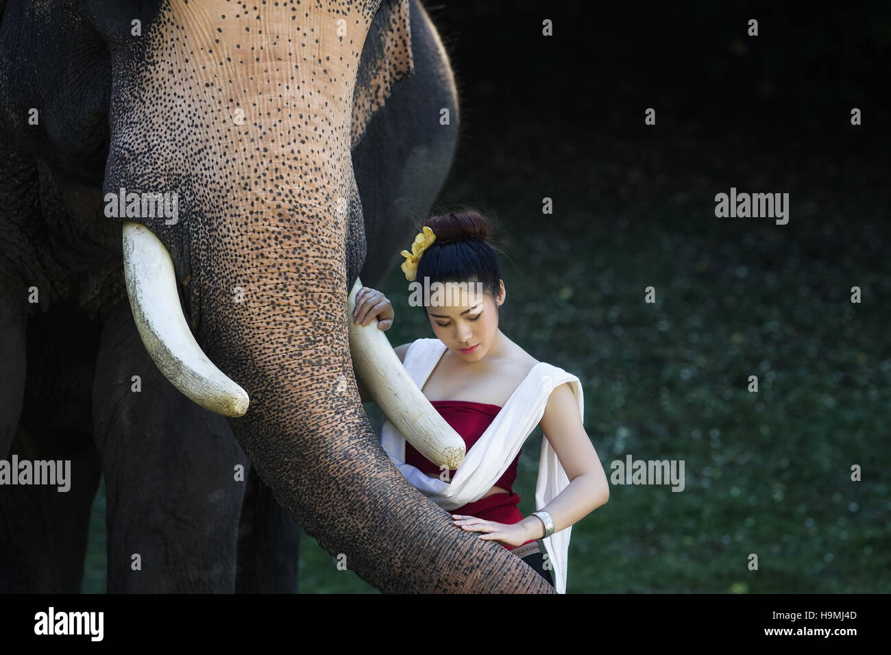 Portrait of Beautiful rural thai woman wear thai dress with elephant in ...