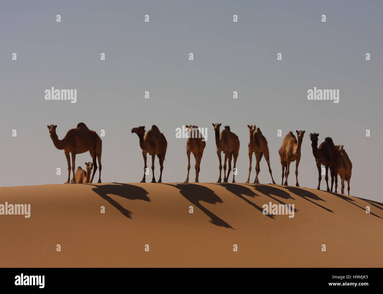 Uae Desert Camel High Resolution Stock Photography and Images - Alamy