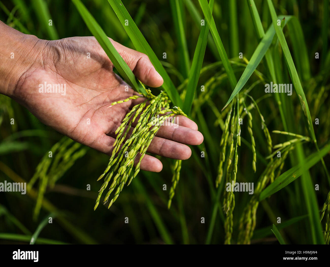 Agriculture,Old hand tenderly touching a young rice in the paddy field ...