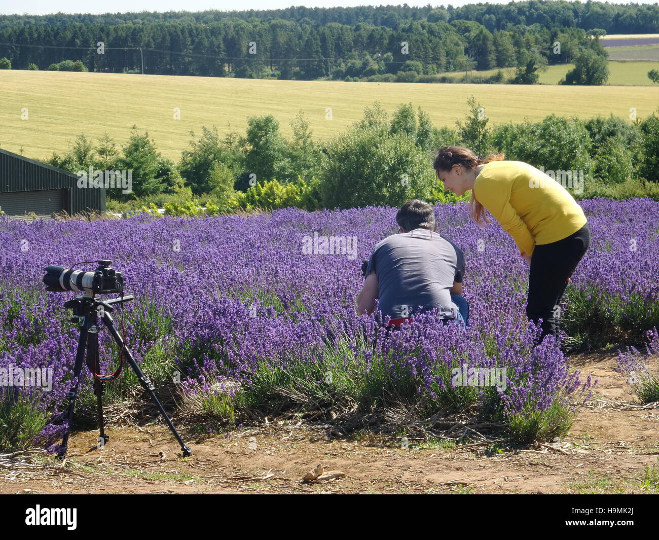 lavender, snowshill, farm, fields, cotswolds, england, gloucestershire ...