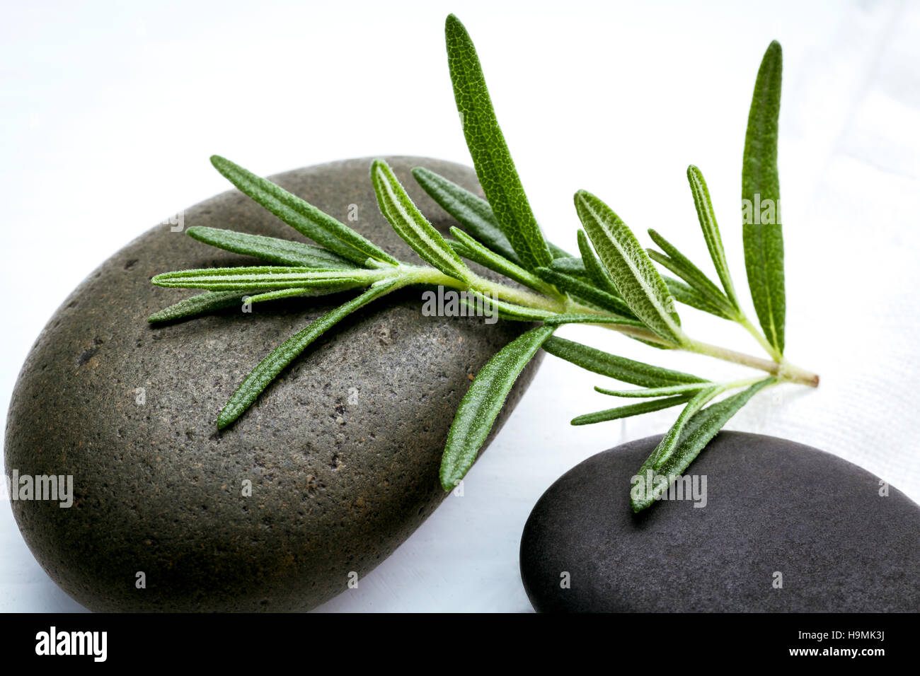 Close up branch of fresh rosemary on spa stone setup on white w Stock ...
