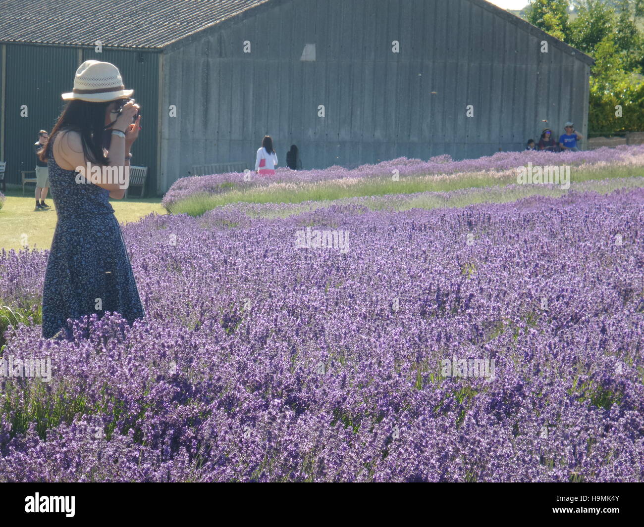 lavender, snowshill, farm, fields, cotswolds, england, gloucestershire ...