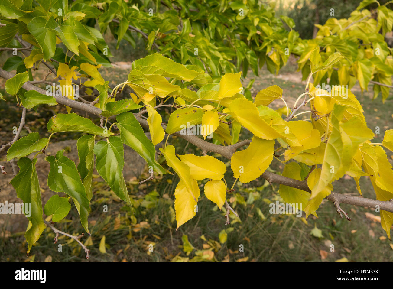 Closeup leafs hi-res stock photography and images - Alamy