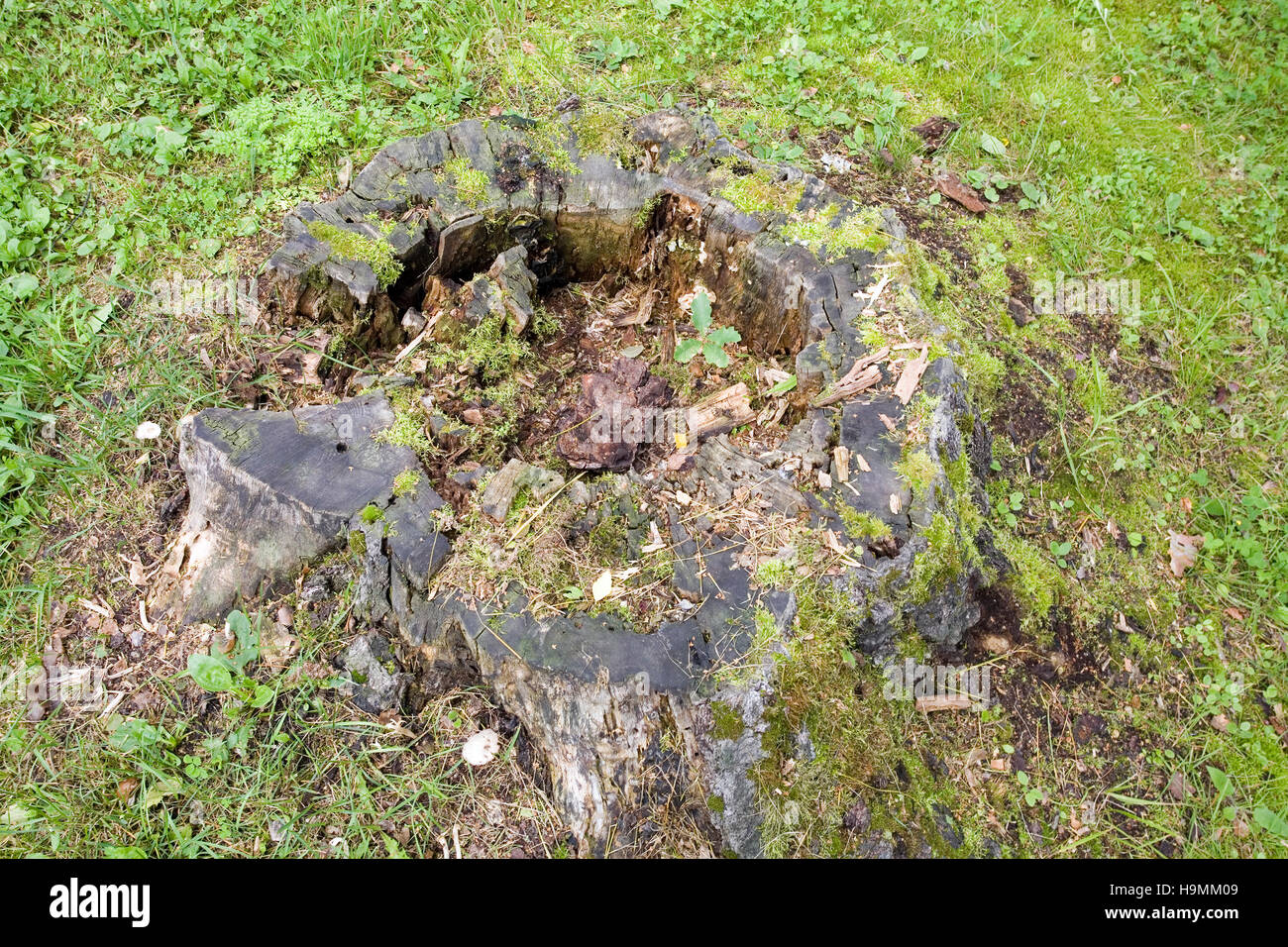 decayed tree stump Stock Photo - Alamy