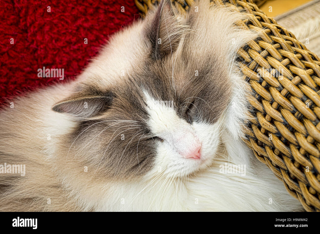 A Ragdoll cat dozing in a conservatory chair Stock Photo - Alamy