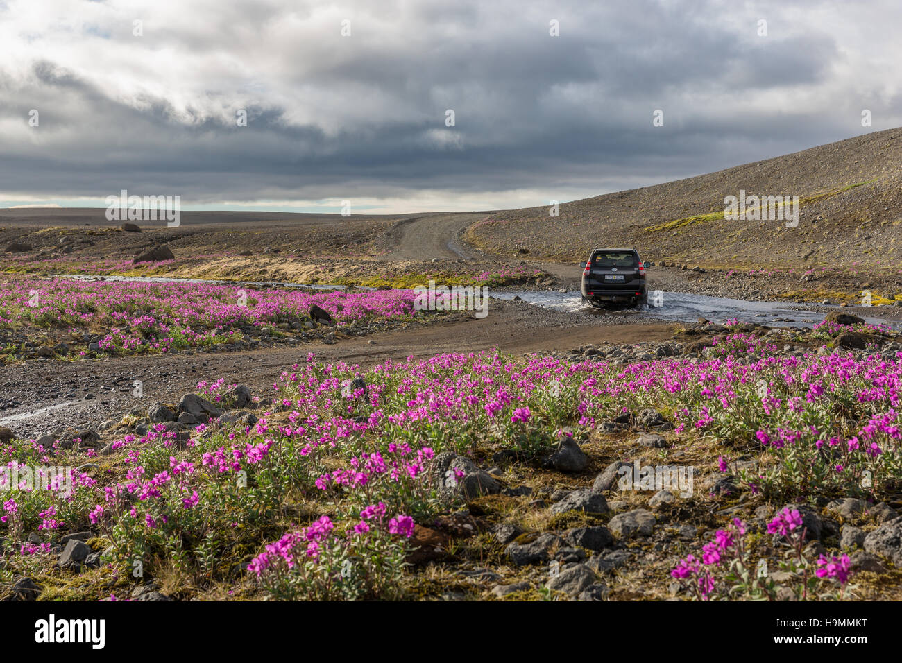 Iceland, nature, flowers, flora, colourful landscape, travel ...