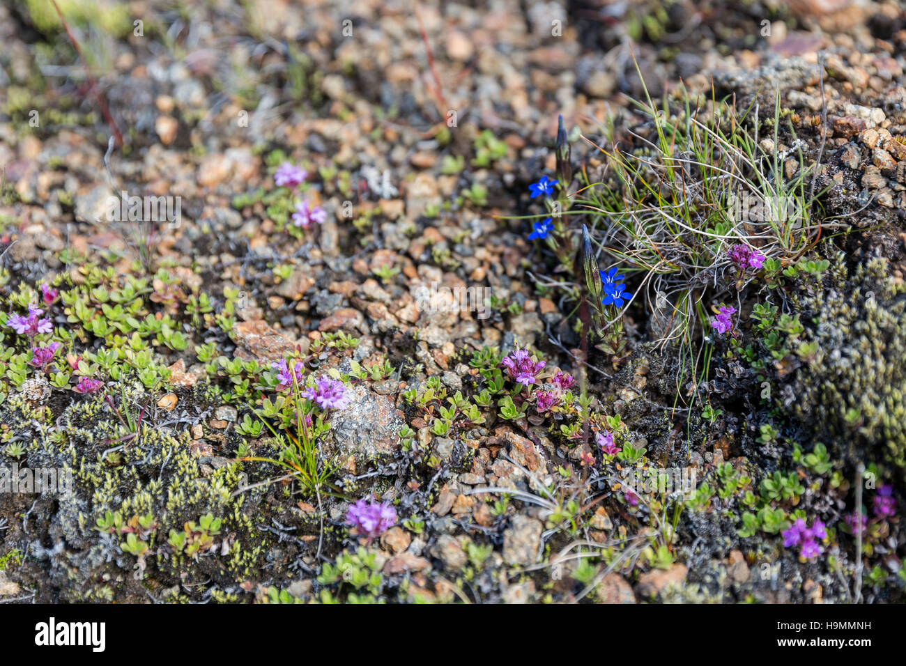 Flora Iceland High Resolution Stock Photography and Images - Alamy