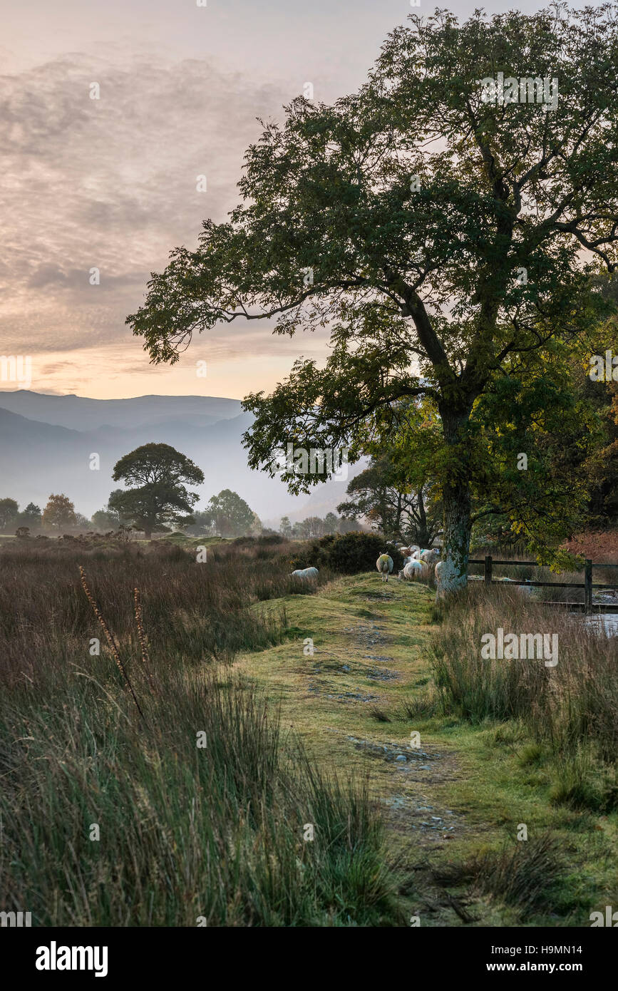 Beautiful foggy misty Fall sunrise over countryside surrounding ...