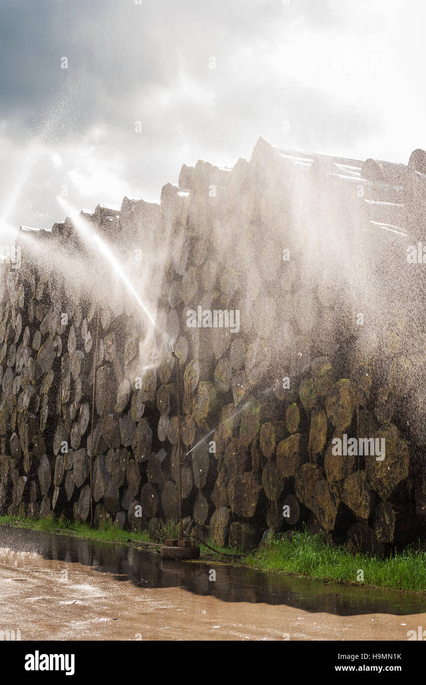 Water spray treatment of staked treetrunks in timber processing plant ...