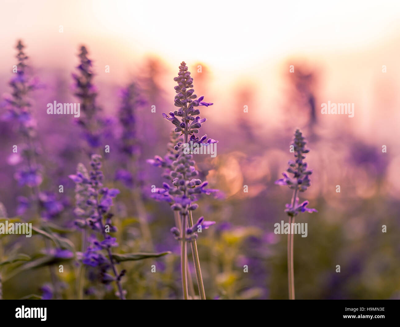 Violet lavender field background on sunset Stock Photo - Alamy