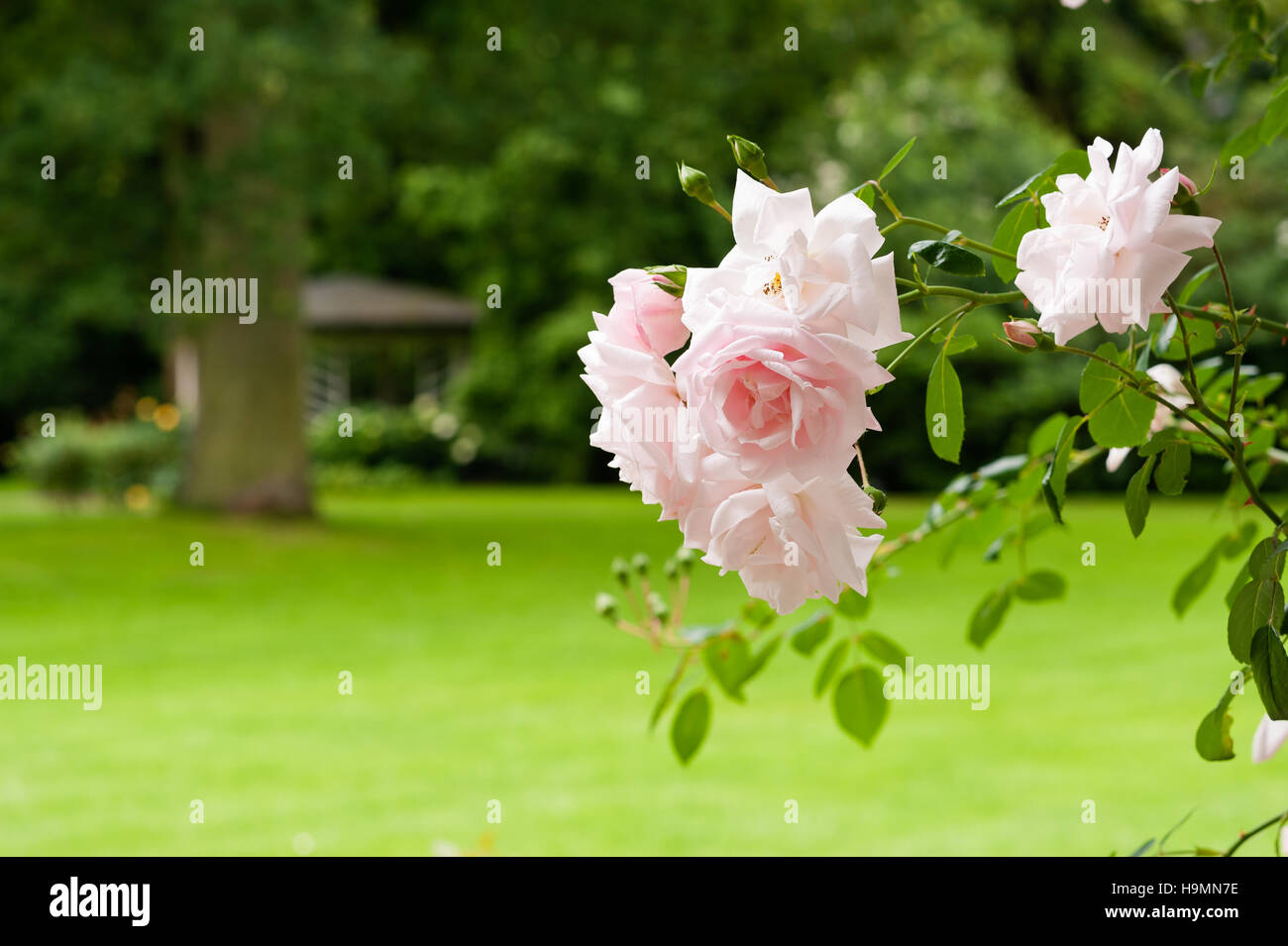 German rose hi-res stock photography and images - Alamy