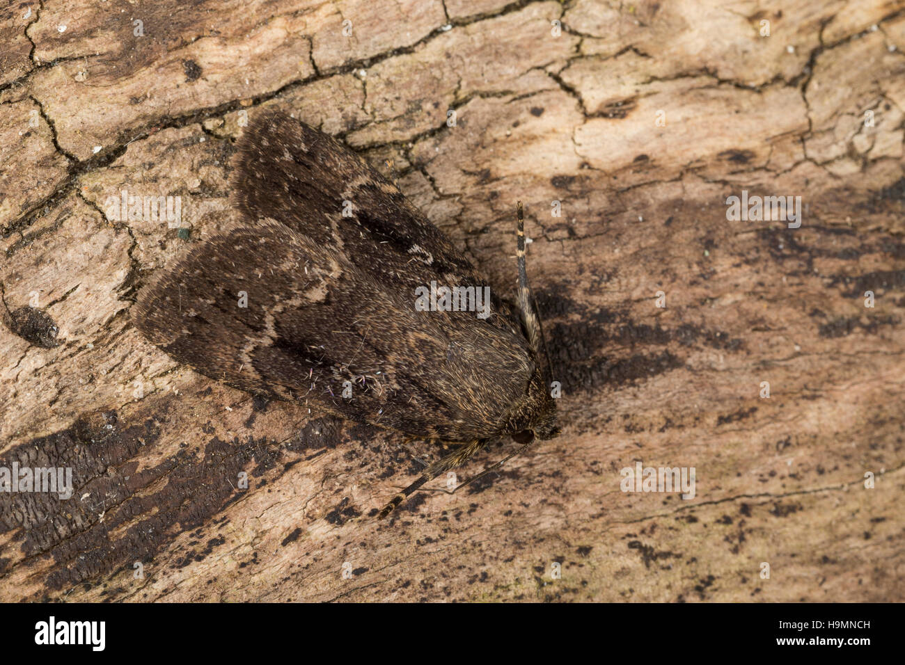Pyramideneule, Pyramiden-Eule, Amphipyra pyramidea, Noctua pyramidea ...
