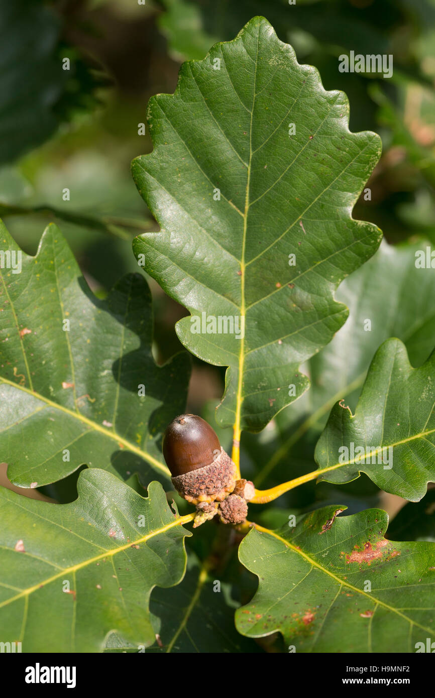 Quercus sessiliflora hi-res stock photography and images - Alamy