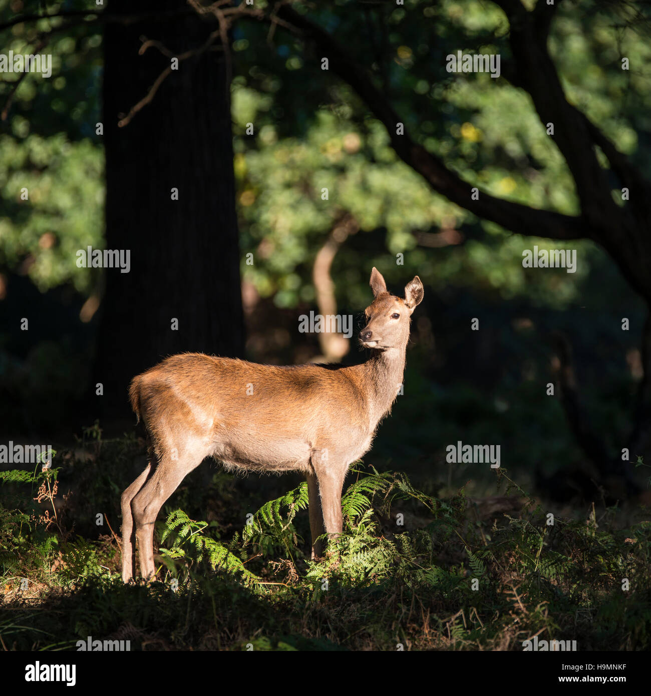 Beautiful hind doe red deer cervus elaphus in dappled sunlight forest ...