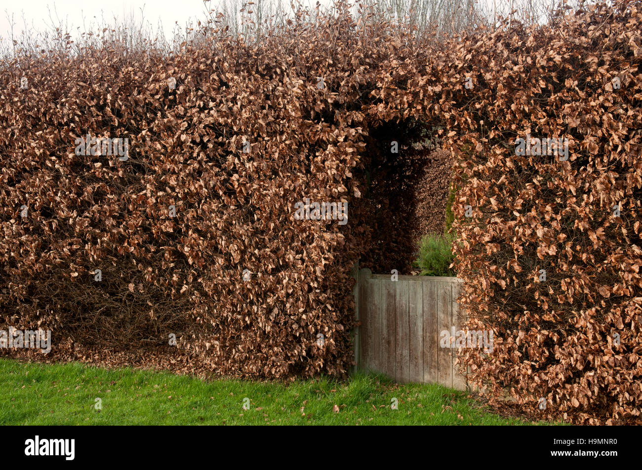 Fagus sylvatica hedge hi-res stock photography and images - Alamy
