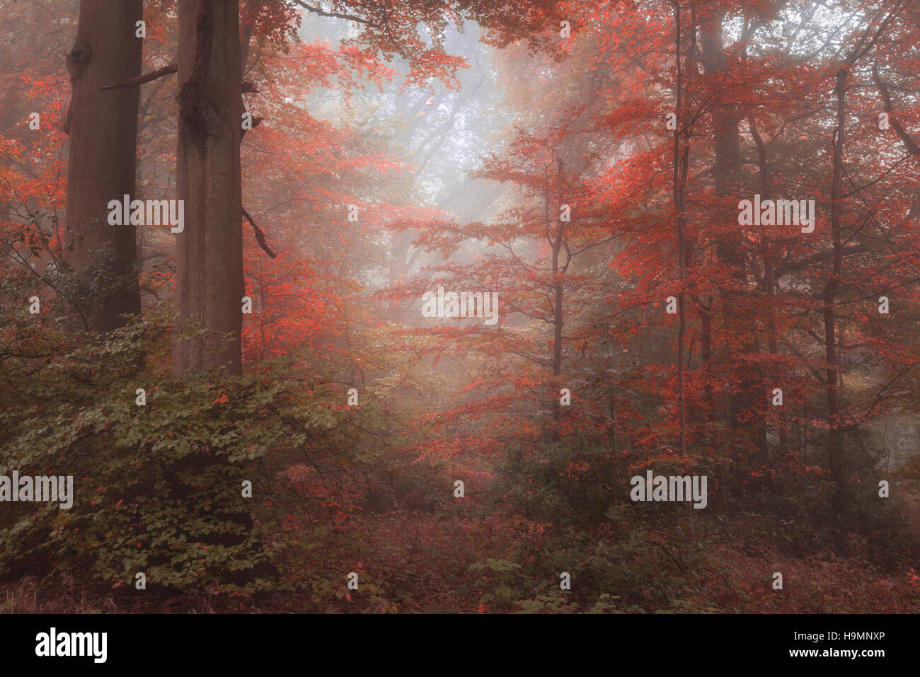 Surreal alternate color fantasy Autumn Fall forest landscape conceptual ...