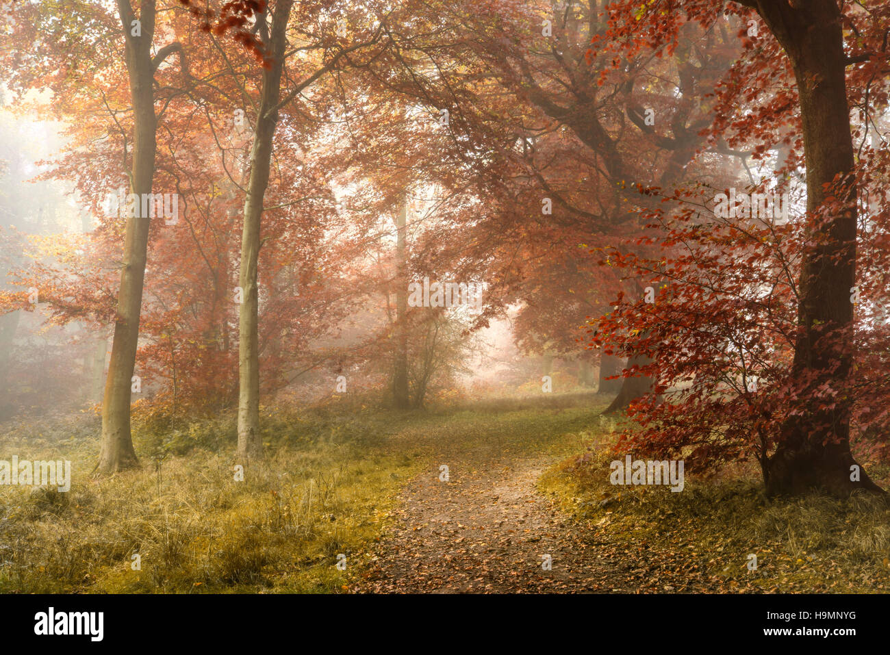 Stunning vibrant evocative Autumn Fall foggy forest landscape Stock ...
