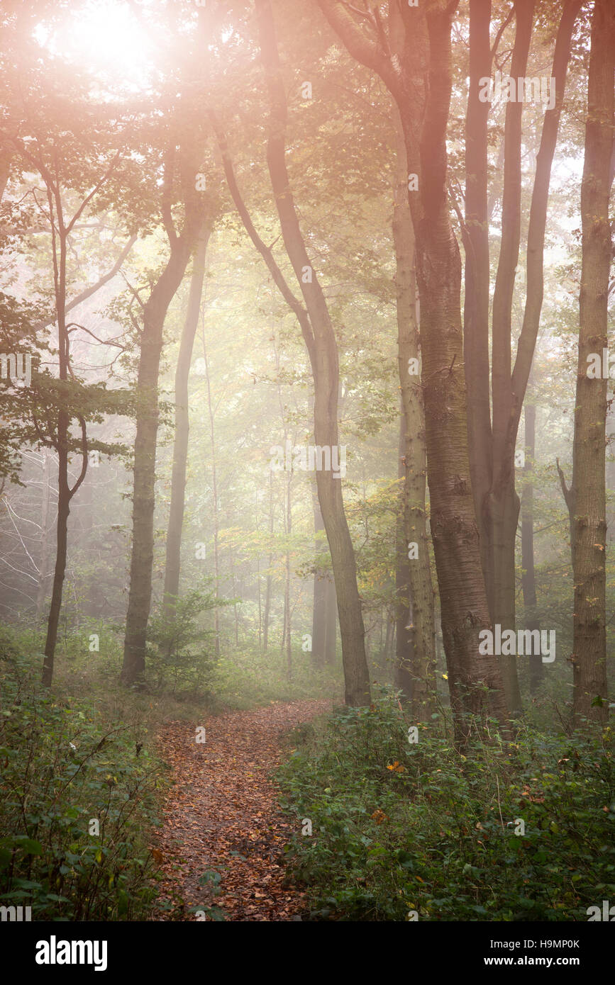 Stunning vibrant evocative Autumn Fall foggy forest landscape Stock ...