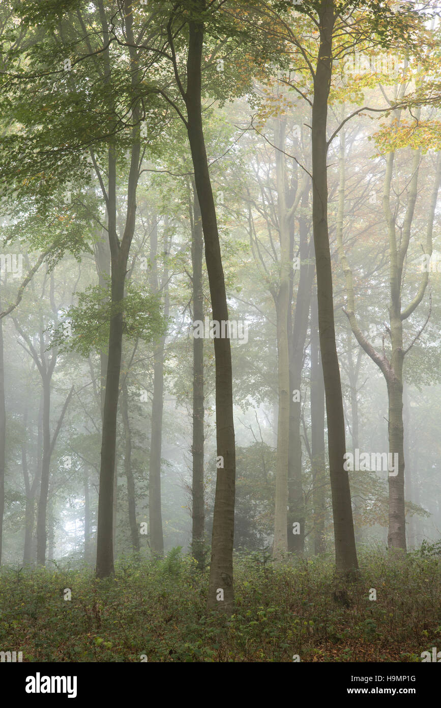 Stunning vibrant evocative Autumn Fall foggy forest landscape Stock ...