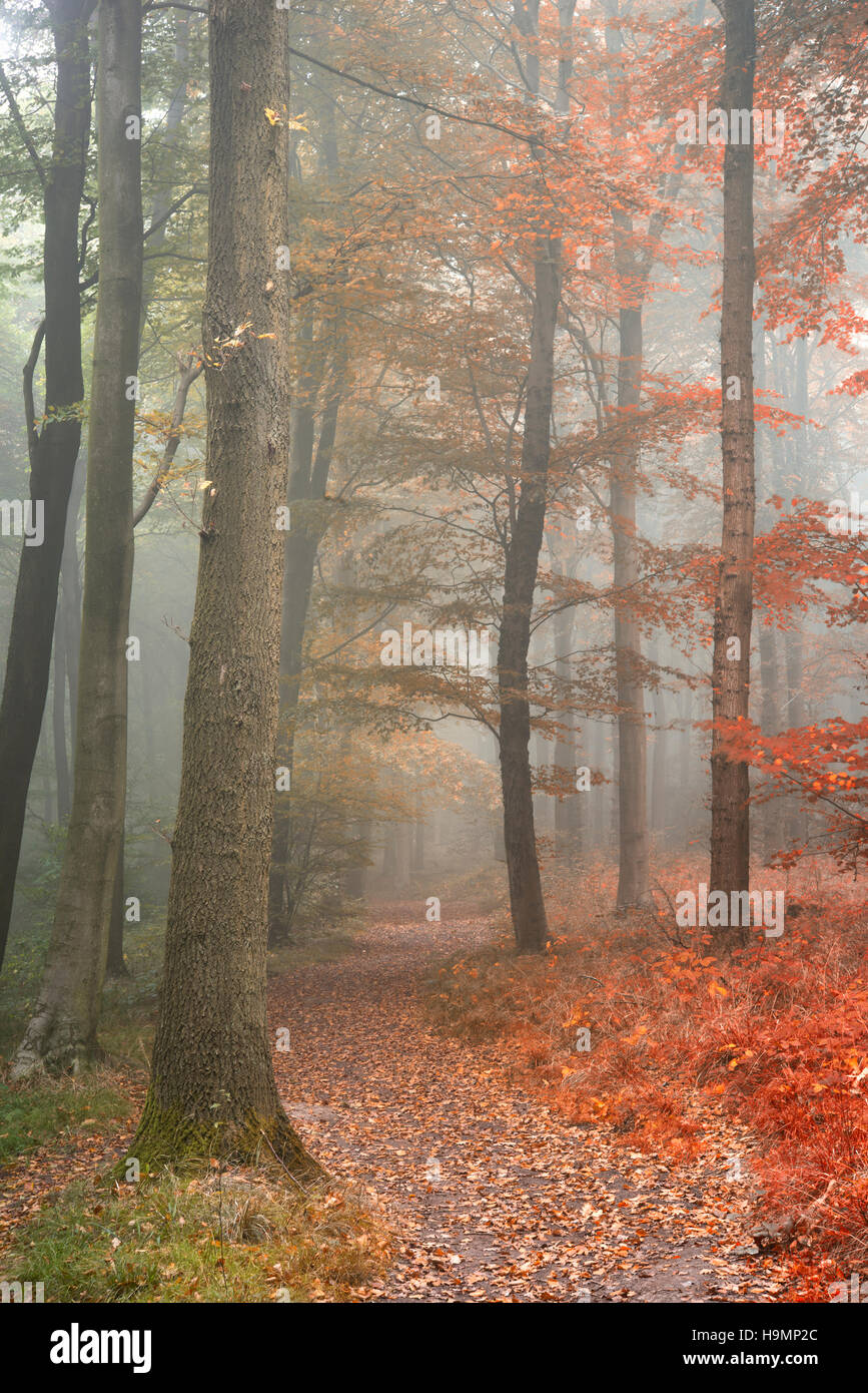 Seasons changing from Summer into Autumn Fall concept shown in one ...