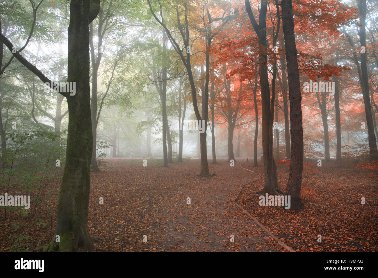 Seasons changing from Summer into Autumn Fall concept shown in one ...