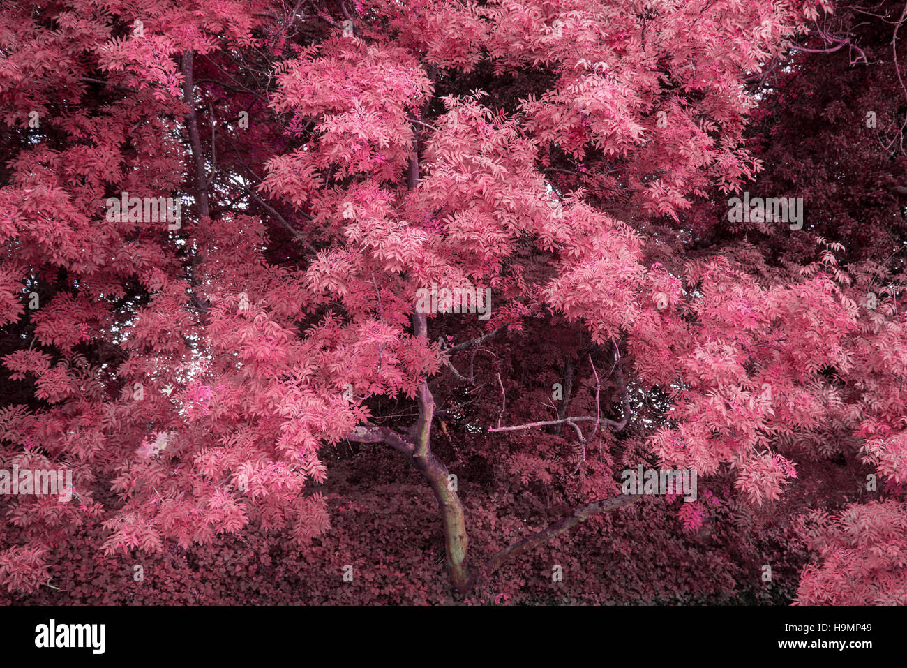 Stunning alternate color forest landscape tree concept image Stock ...