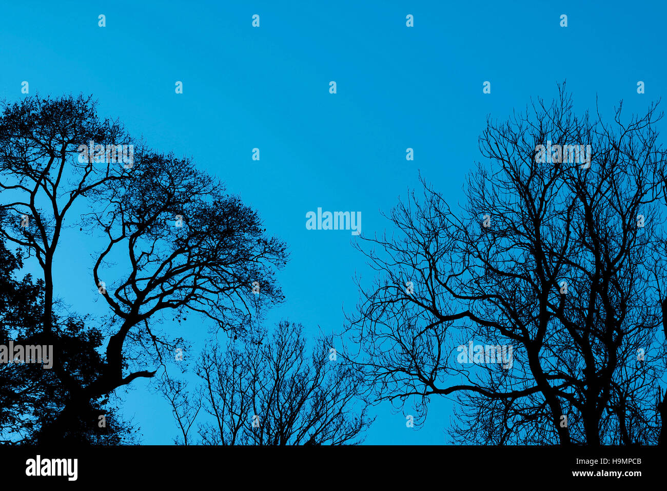 Dark trees silhouetted against a blue sky at twilight Stock Photo - Alamy