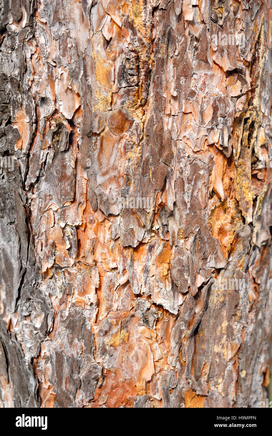 Tree bark. Details. Close up. Texture Stock Photo - Alamy