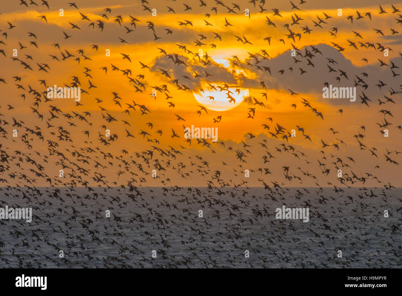 Startled birds hi-res stock photography and images - Alamy