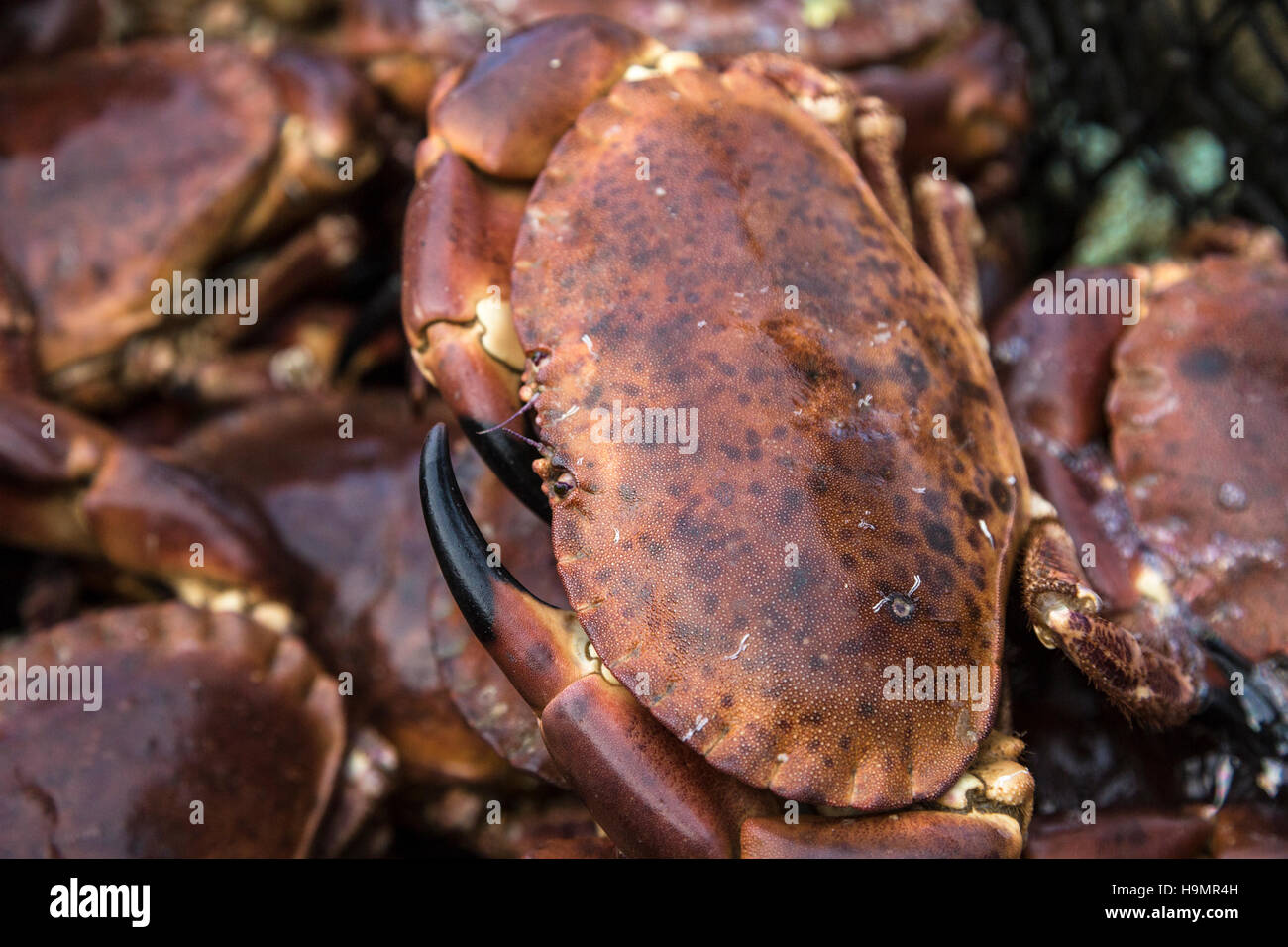 Several crabs in sand hi-res stock photography and images - Alamy