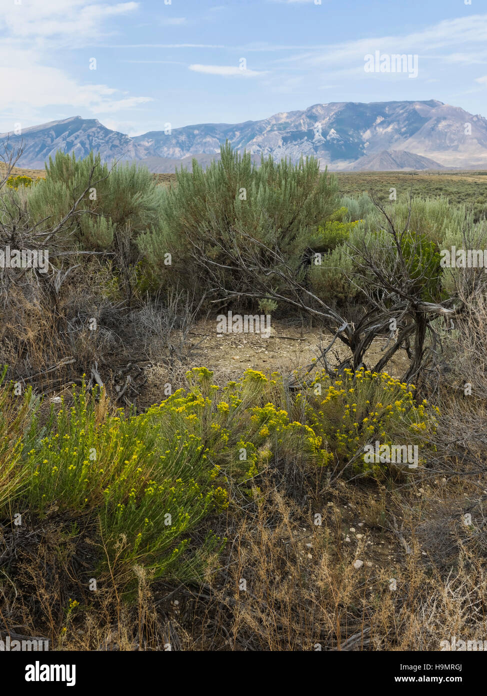 Sagebrush Ranch High Resolution Stock Photography and Images - Alamy