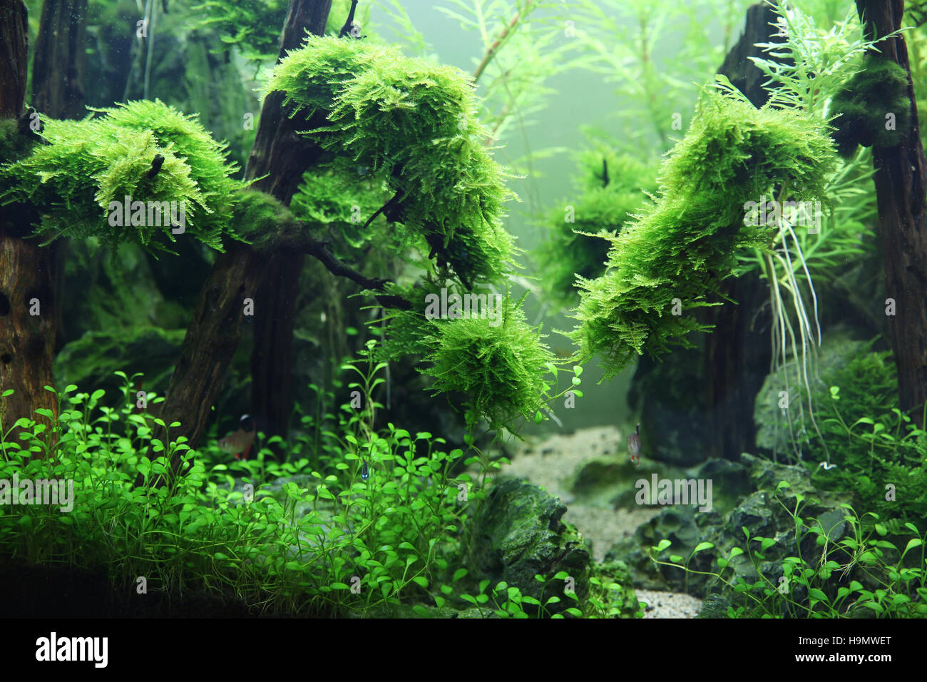 Fish tank hi-res stock photography and images - Alamy