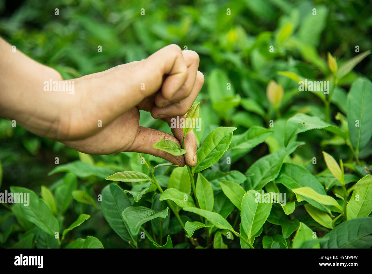 Pick tea hi-res stock photography and images - Alamy