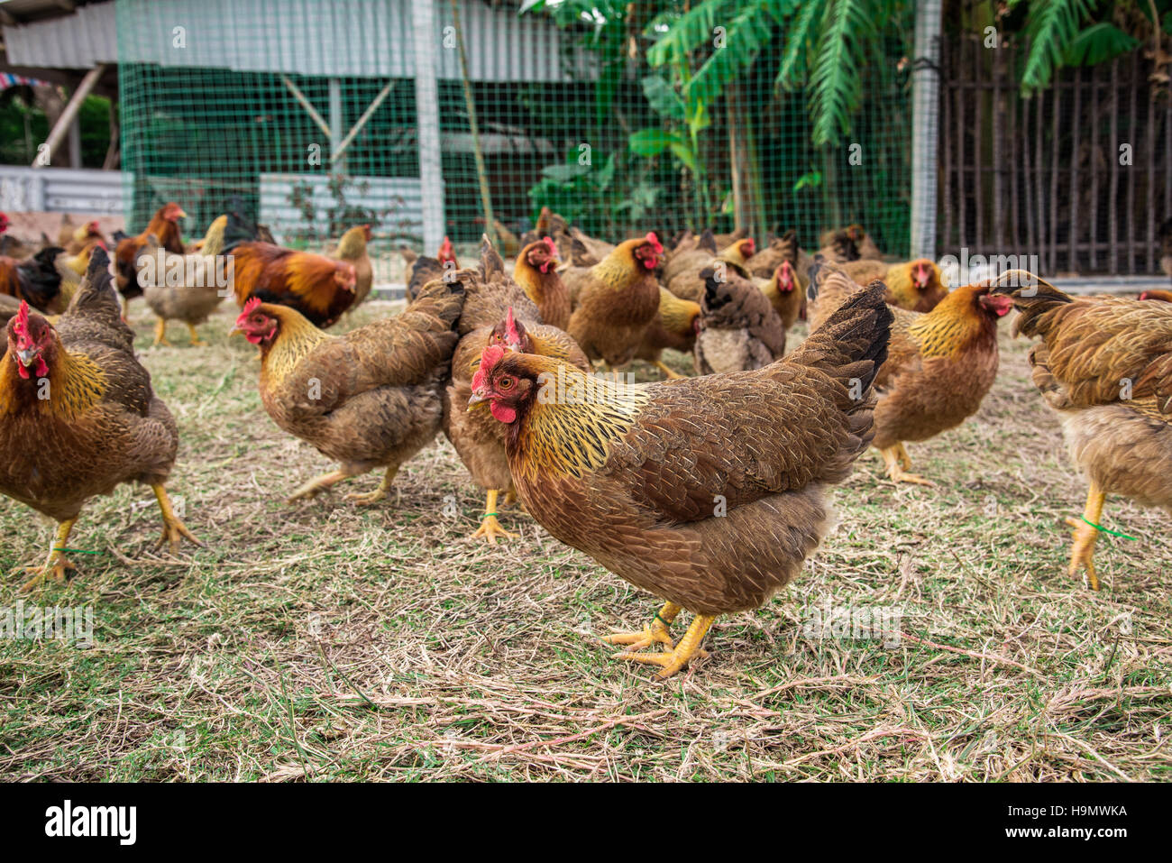 Hen grass full length hi-res stock photography and images - Alamy