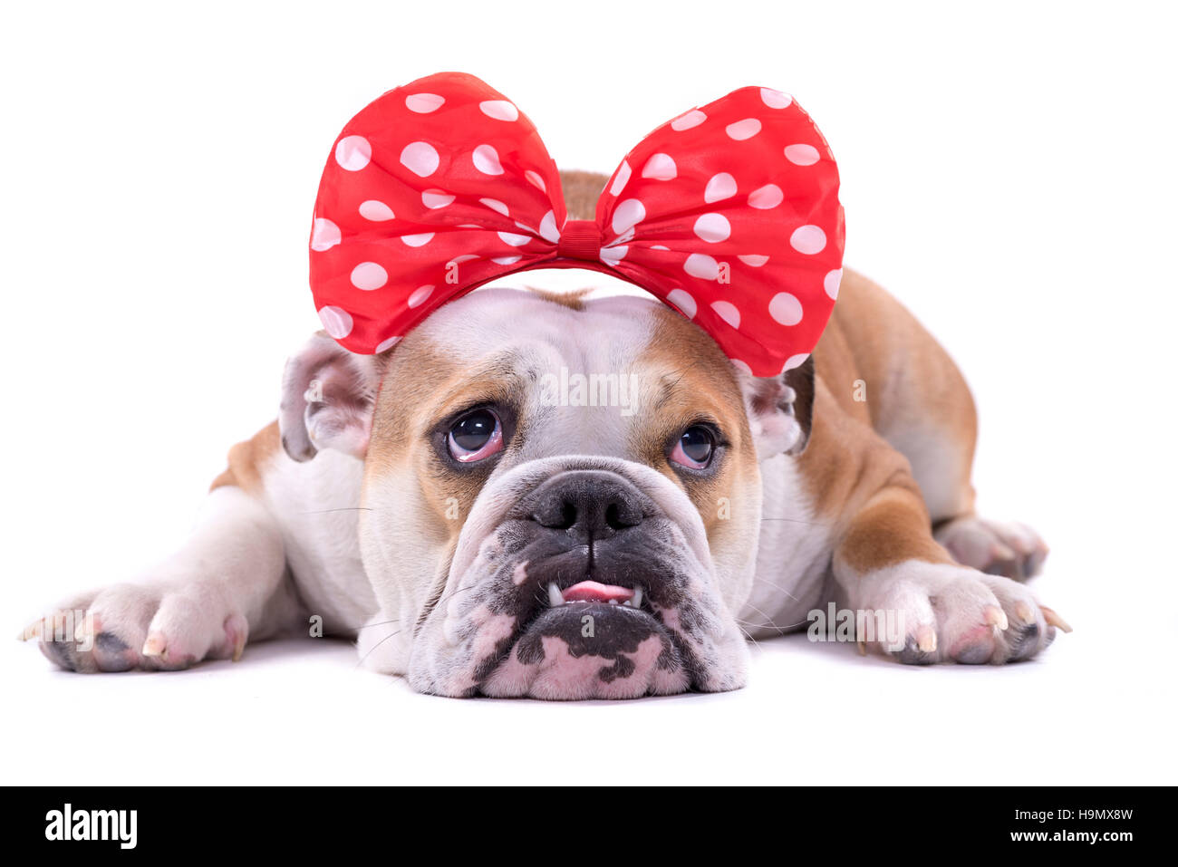 Portrait of sad English bulldog isolated Stock Photo - Alamy